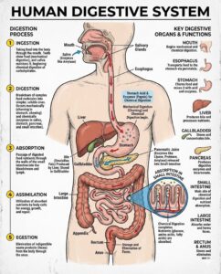 Human Digestive System: Structure, Functions, and Process